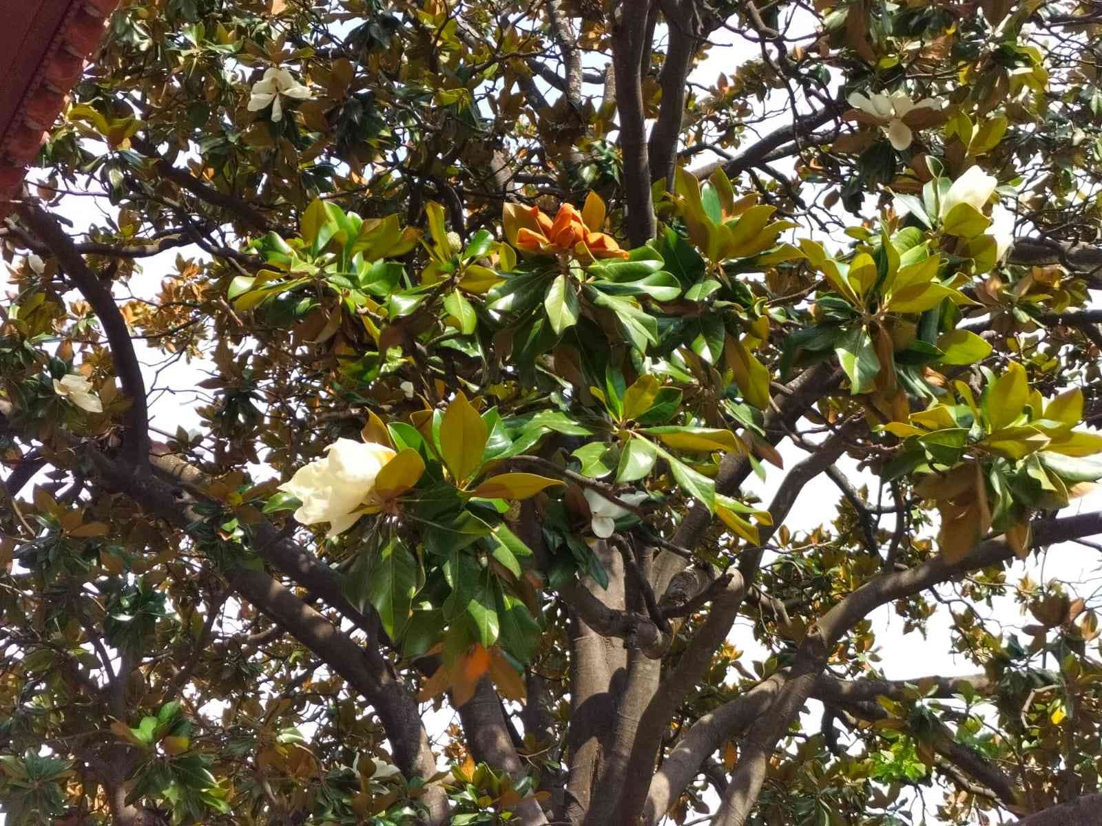 Köyceğiz’de bulunan en büyük Manolya ağacı çiçek açtı - Bodrum Kapak ...