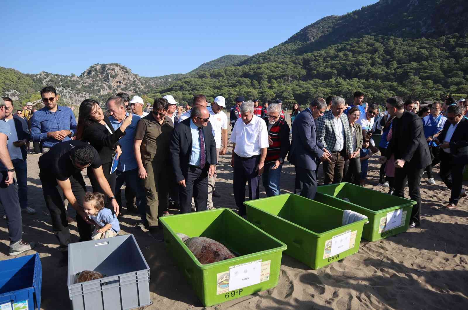 Deniz kaplumbağaları özgürlüğe kulaç attı - Bodrum Kapak Haber - Bodrum ...