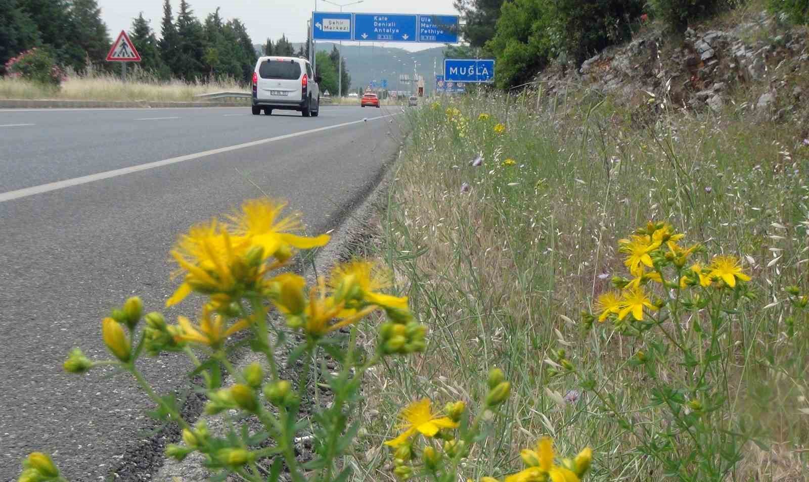 Tüm zamanların en şifalı bitkisi ‘Kantaron’ zamanı - Bodrum Kapak Haber ...
