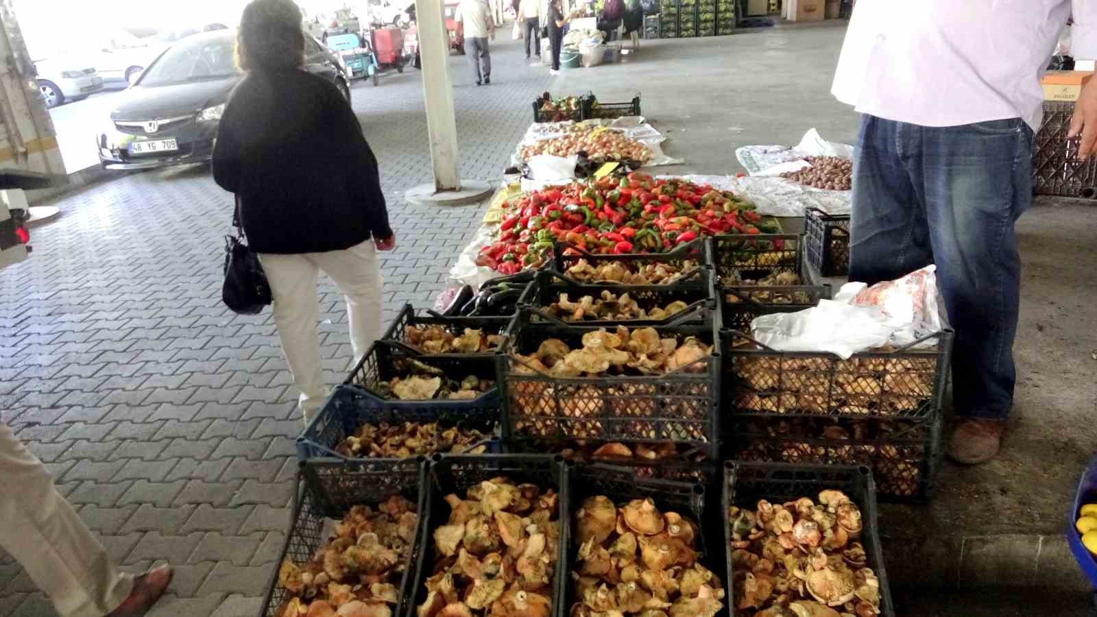 Çıntarlar pazar tezgahlarında yerini aldı - Bodrum Kapak Haber - Bodrum ...