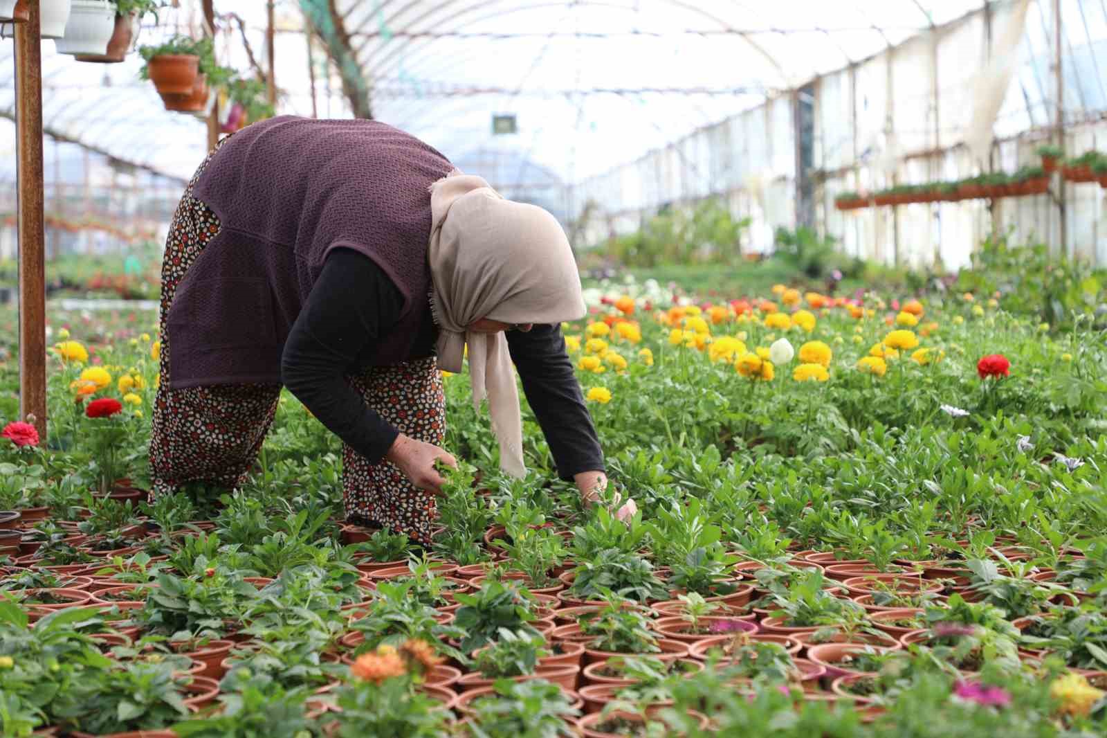 10 yılda 26 milyon süs bitkisi üretildi - Bodrum Kapak Haber - Bodrum ...